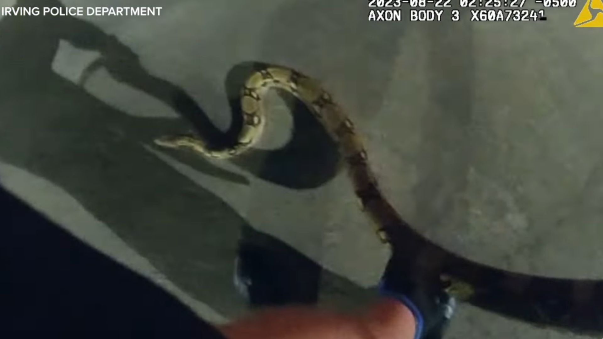 Python Keeps Texas Woman From Reaching Her Car The Auto Wire 