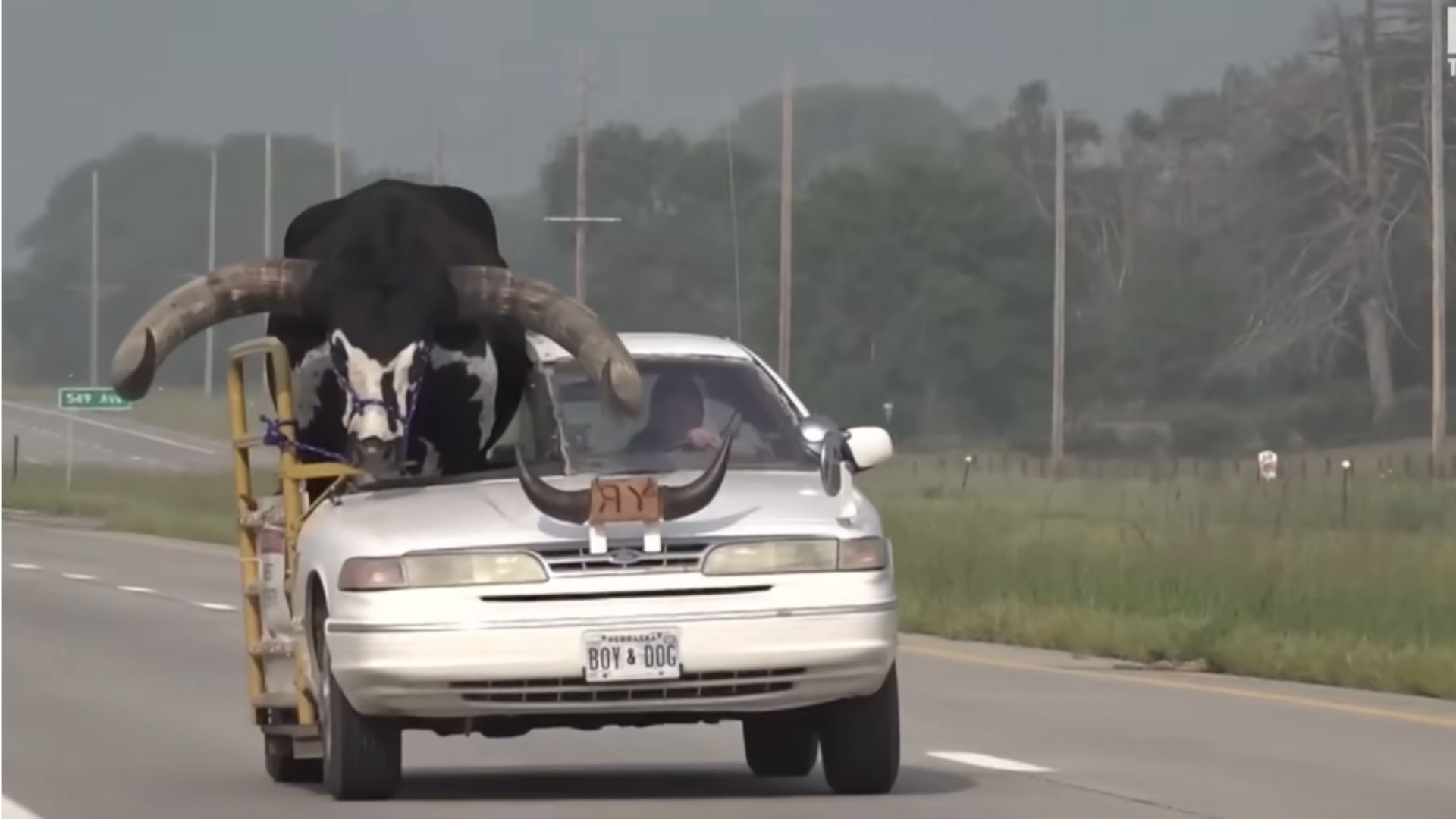 Nebraska Police Bust Bull For Riding Shotgun - The Auto Wire