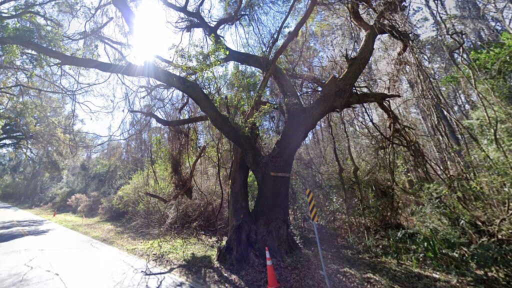 South Carolina's Infamous 'Widowmaker' Tree Claims Four More Lives ...